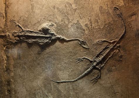 Dinosaur Fossil Wallpapers Top Free Dinosaur Fossil Backgrounds