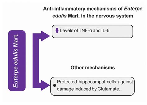 What We Know About Euterpe Genus And Neuroprotection A Scoping Review