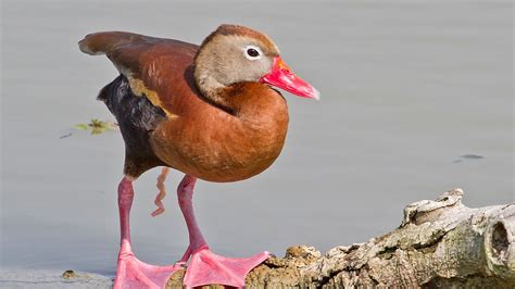 Ornithologist Richard Prum On Duck Sex And Human Evolution Der Spiegel