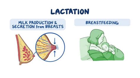 Video Physiology Of Lactation Nursing Osmosis