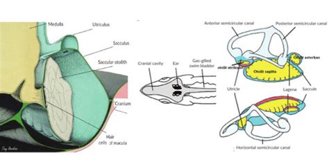 Otolit Alat Pendengar Dan Penentuan Umur Ikan Dari Laut