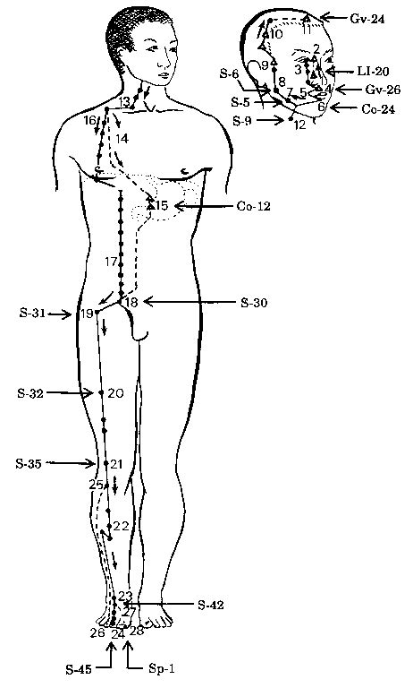 Acupuncturecom Education Theory Stomach Meridian