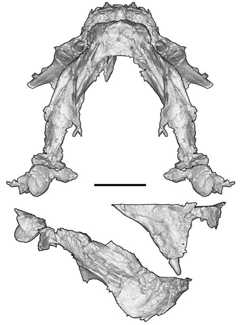Filling A Void Reconstructing An Unidentified Scottish Dicynodont With