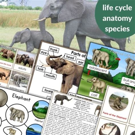 Parts Of An Elephant Life Cycle Activities Montessori Nature