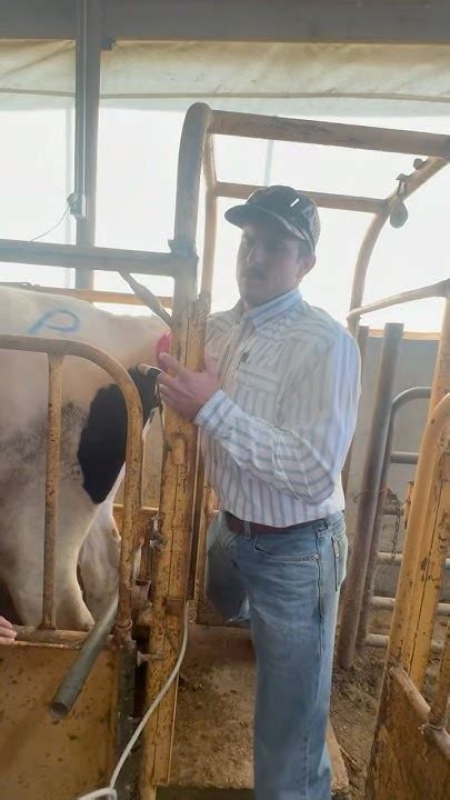 First Time Preg Checking A Dairy Cow Youtube