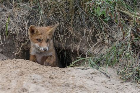 Premium Photo Red Fox Cub Or Cubs Newborn Foxes In There Natural Habitat Cubs Outdoors Near