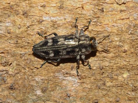 Familia Staphylinidae Archivos Identificación Y Monitoreo De Insectos