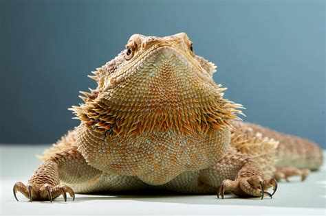 Pogona Vitticeps Agame Barbu Tous Les Animaux