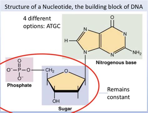 Genetics DNA Structure Function And Replication Flashcards Quizlet