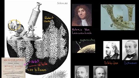 Teoría Celular La Estructura De Una Célula Biología Khan Academy