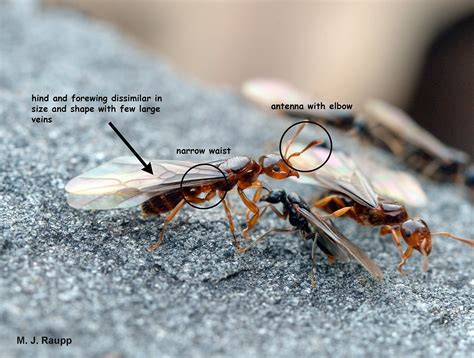 Termite Vs Ant