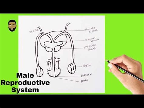 Labelled Diagram Of The Male Reproductive System
