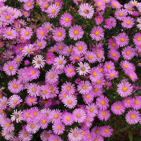 Aster Dumosus Peter Harrison Herfstaster Vaste Tuinplanten