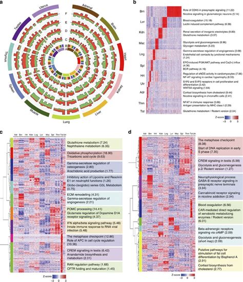 A Rat Rna Seq Transcriptomic Bodymap Across 11 Organs And 4