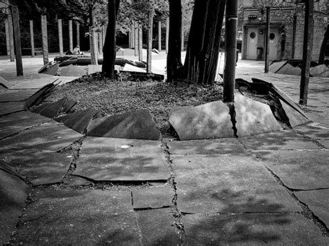 Premium Photo Tree In Park