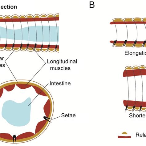 Earthworm Muscles And Motion A Schematic Diagram Of The Longitudinal