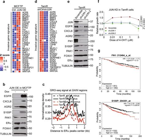 Ap1 Mediated Gain Enhancer Activation Promotes Endocrine Download