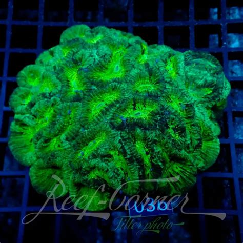 Favia Green Reef Corner Europe
