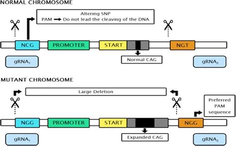 Crisprcas9 Approach To Reduction And Permanent Inactivation Of Hd 43