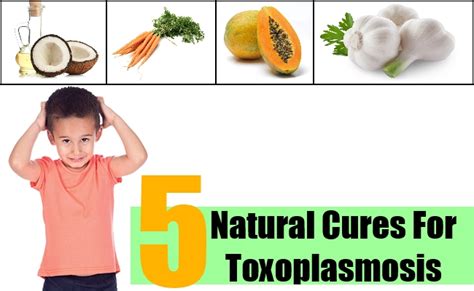 5 Tips On How To Cure Toxoplasmosis Naturally Natural Home Remedies