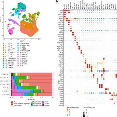 Integrated Scrna Seq Analysis Of Differential Cell Type Populations Download Scientific Diagram