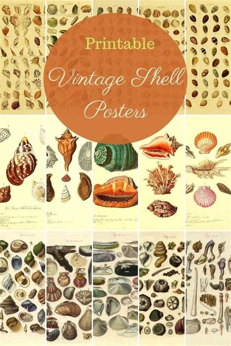 Stunning Free Vintage Shell Posters And Images