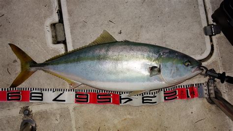 裸族様 女裸族降臨！ Youtube