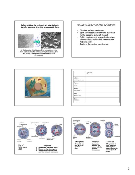 Solution Cell Division With Diagram Studypool