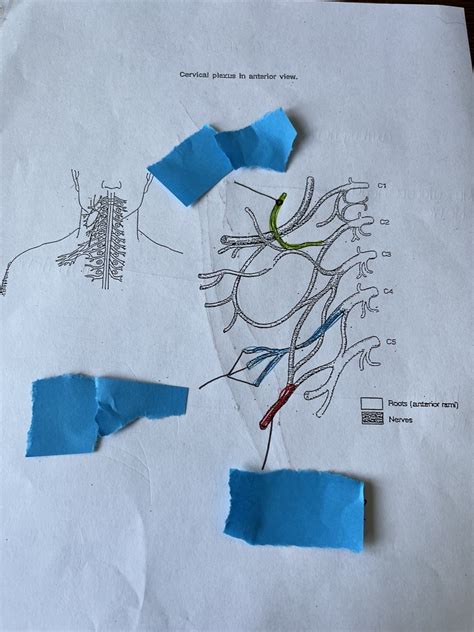 Bio 212 Cervical Plexus Diagram Quizlet