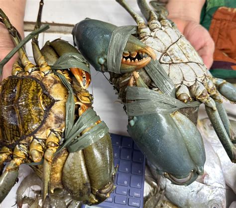 Monster Delivery Added A New Photo Monster Delivery