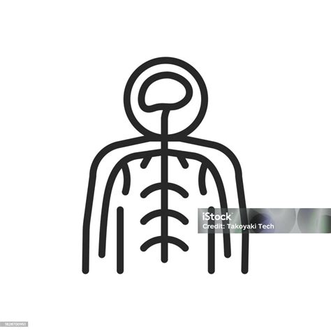 Autonomic Nervous System Icon Thin Linear Illustration Of Internal