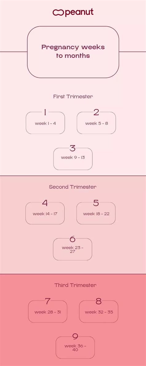 Pregnancy Calculate Weeks To Months