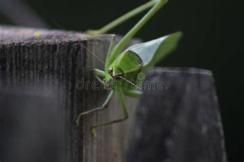 Leaf Mimic Katydid Long Legged Grasshopper Green Stock Image Image Of