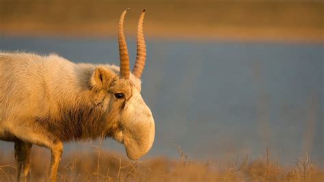 New National Geographic Article About The Recovery Of Saiga Antelope