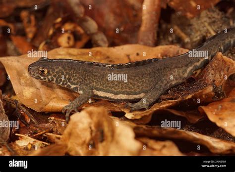 Closeup On The Head Of A Male Northern Banded Newt Ommatotriton