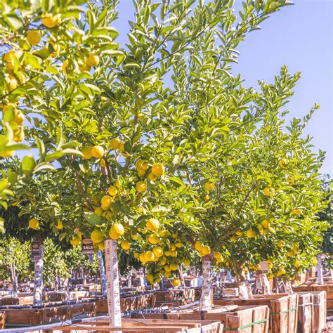 Meyer Lemon Citrus And Fruit Moon Valley Nurserey