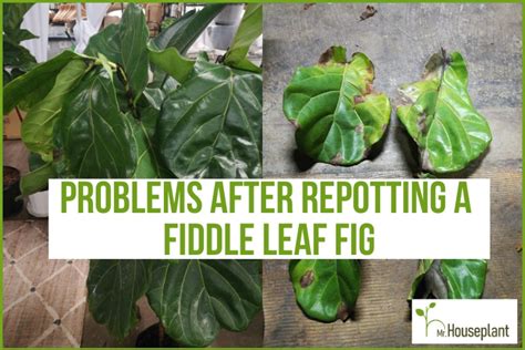 The Most Common Problems After Repotting A Fiddle Leaf Fig Mr Houseplant