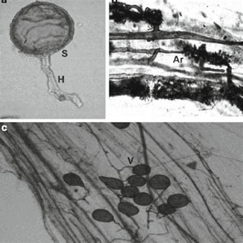 Pdf Plant Acclimation To Environmental Stress