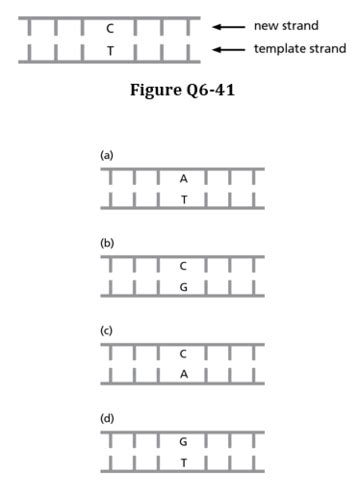 Iclicker Questions Exam 1 Flashcards Quizlet