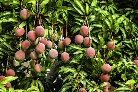 Mango Keimen Lassen Mit Dieser Anleitung Gelingt Es Ihnen