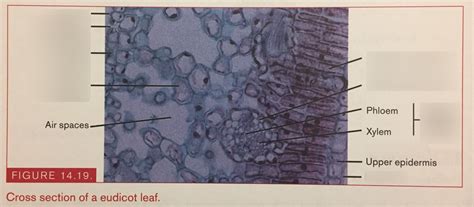 Eudicot Leaf Cs Diagram Quizlet