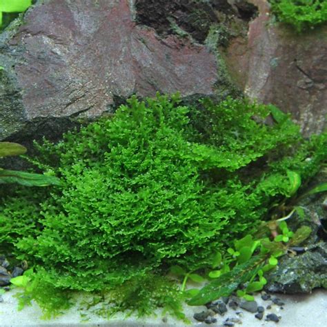 Ic821 Ada Tissue Culture Plant Mini Pellia Riccardia Chamedryfolia Aqua Forest Aquarium