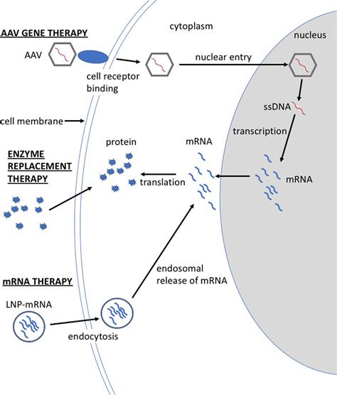 Mrna Single Stranded
