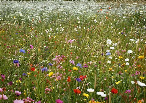 Premium Photo A Field Of Wild Flowers With A Field Of Wildflowers In