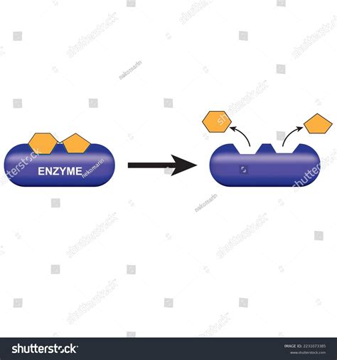 Model Enzyme Substrate Complex Lock Key Stock Vector Royalty Free 2231073385 Shutterstock