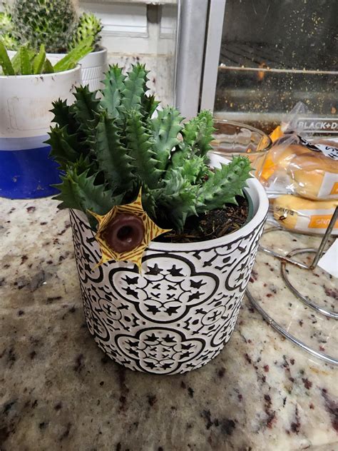 What Is This And Can It Self Pollinate Rcactus