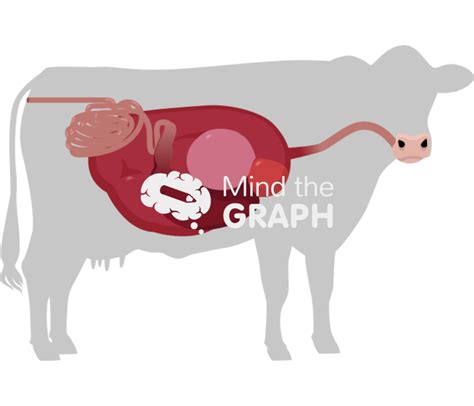 Cow Digestive System