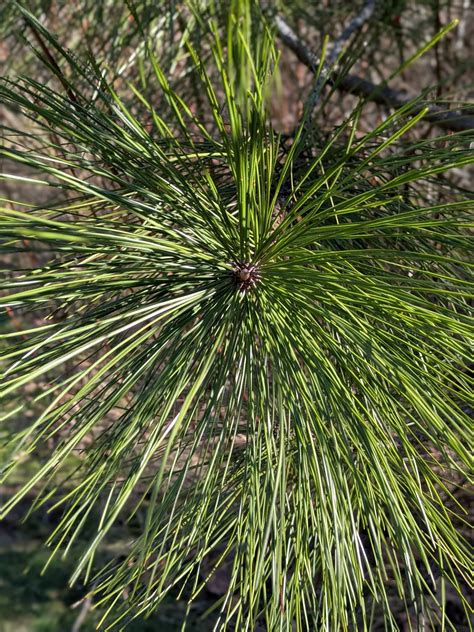 Ponderosa Pine Key Characteristics For The Love Of Trees Llc