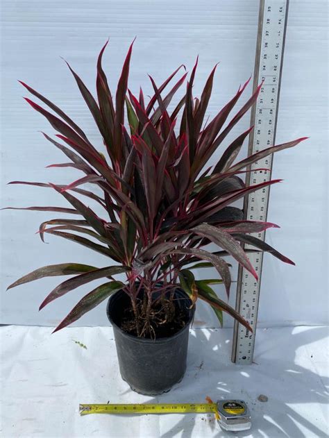 Cordyline Sherbert Cordyline Fruticosa Sherbert Growers Outlet Of