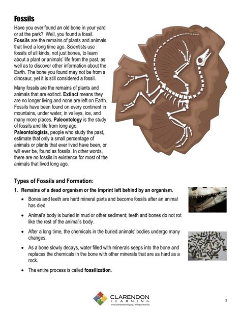 Fossil Evidence And Evolution Worksheet At Jerry Saffold Blog